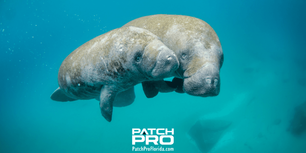 Facts That Make Mantatees A Beloved Marine Life In Florida